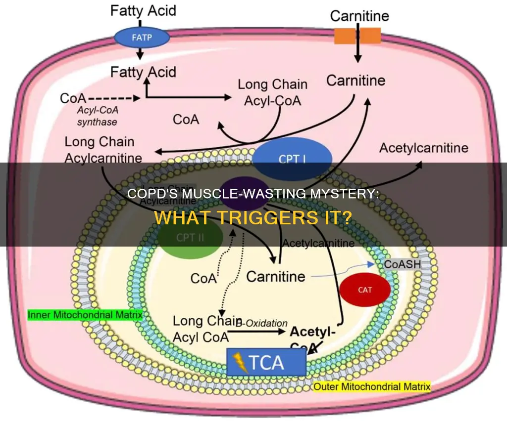 Copd's Muscle-Wasting Mystery: What Triggers It? | CyVigor