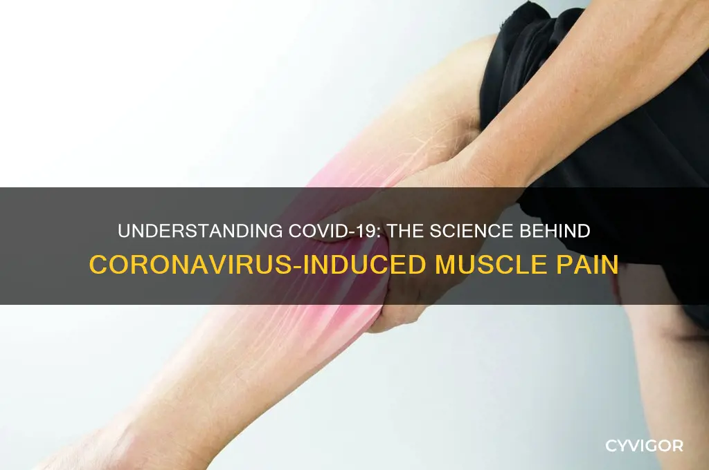 Understanding Covid-19: The Science Behind Coronavirus-Induced Muscle ...