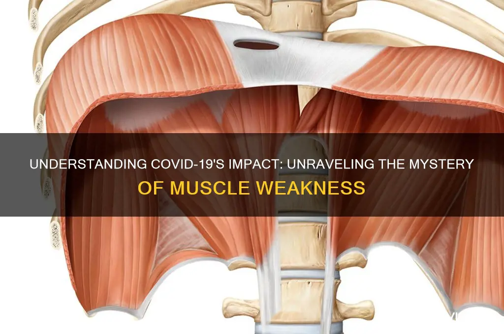 Understanding Covid-19'S Impact: Unraveling The Mystery Of Muscle ...