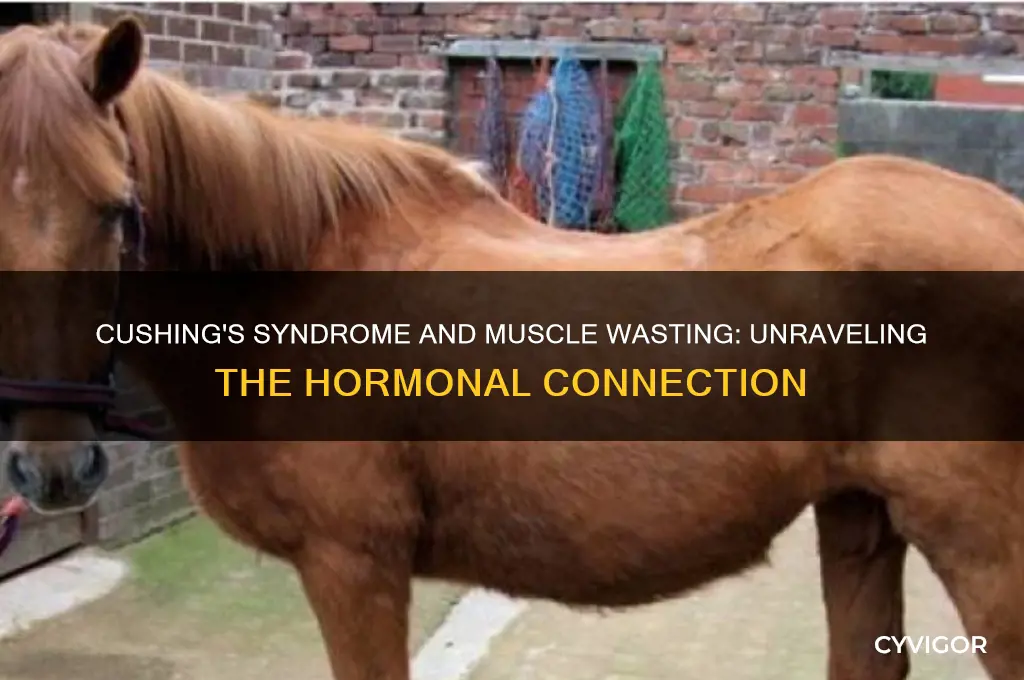 Cushing's Syndrome And Muscle Wasting: Unraveling The Hormonal ...