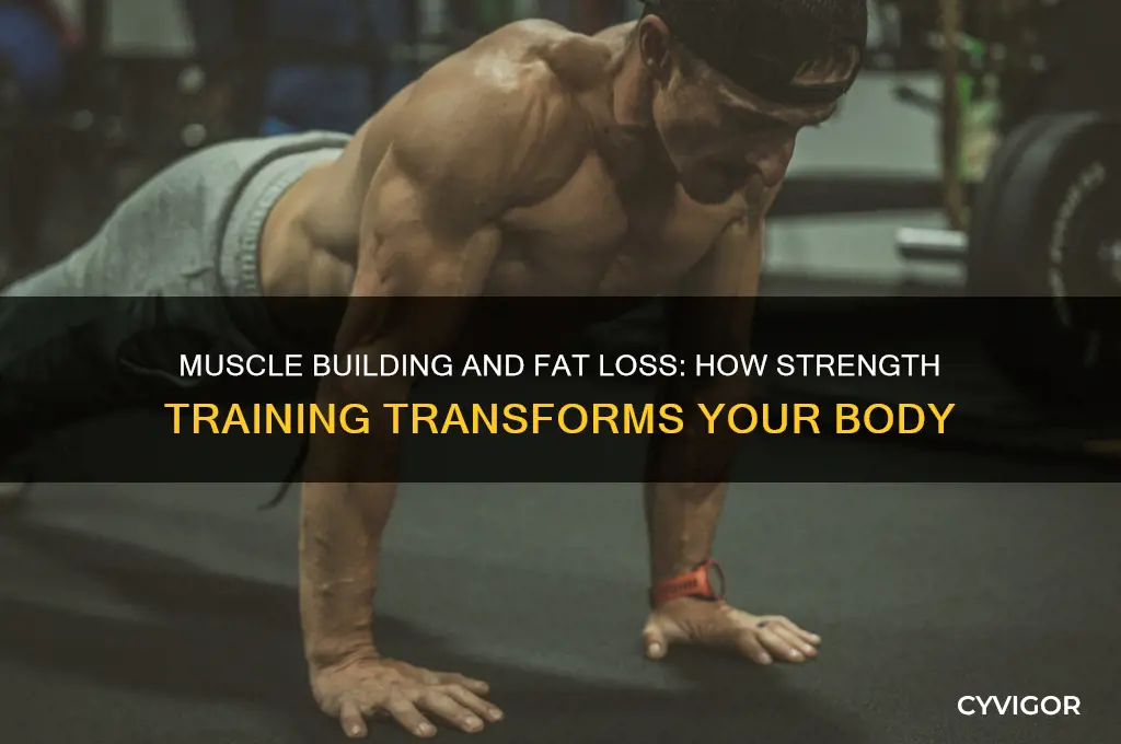 Muscle Building And Fat Loss: How Strength Training Transforms Your ...