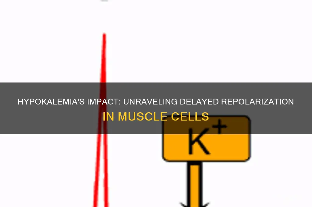 Hypokalemia's Impact: Unraveling Delayed Repolarization In Muscle Cells ...