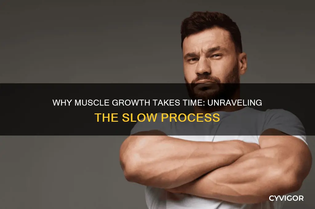 Why Muscle Growth Takes Time: Unraveling The Slow Process | CyVigor