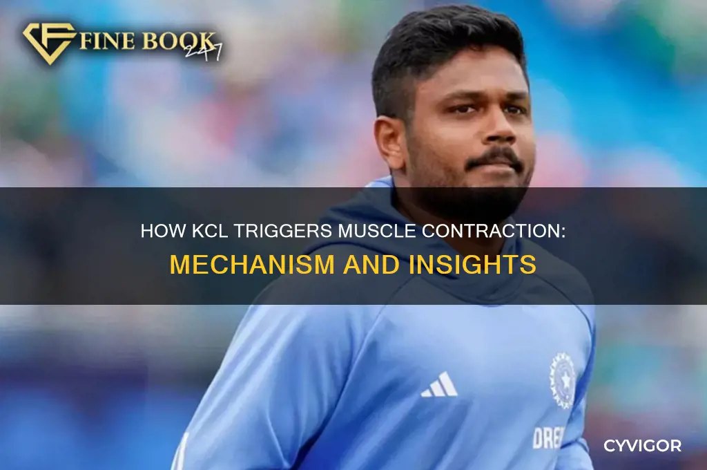 How Kcl Triggers Muscle Contraction: Mechanism And Insights | CyVigor