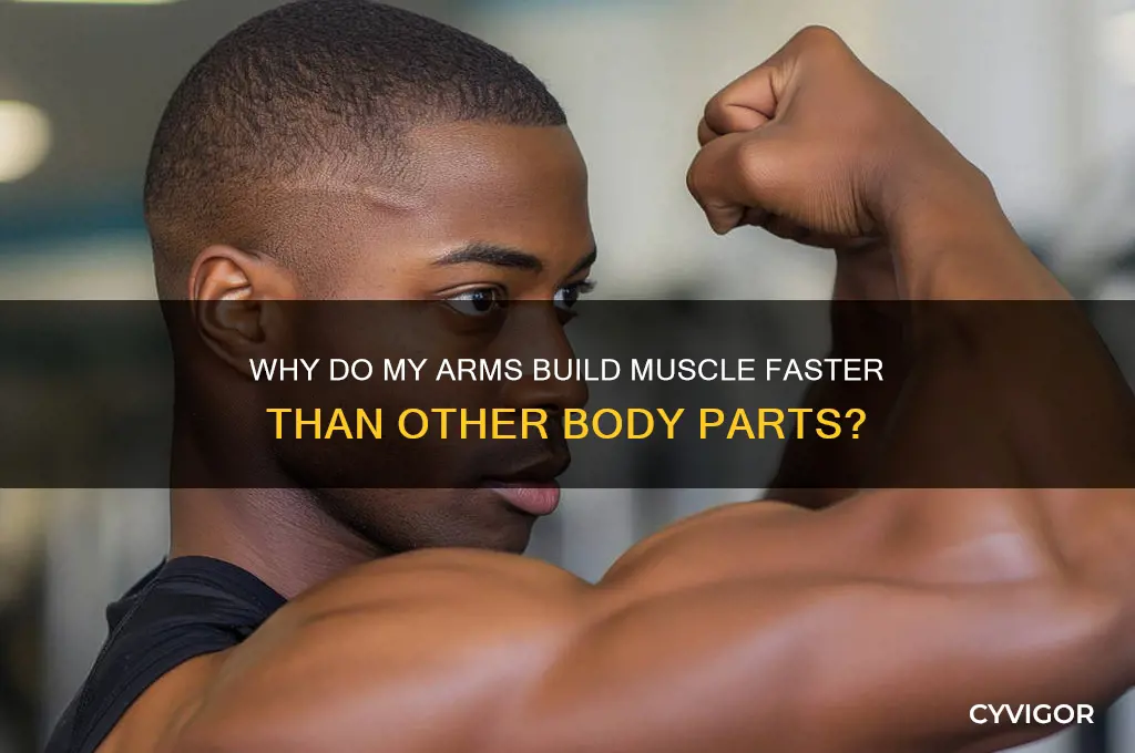 Why Do My Arms Build Muscle Faster Than Other Body Parts? | CyVigor