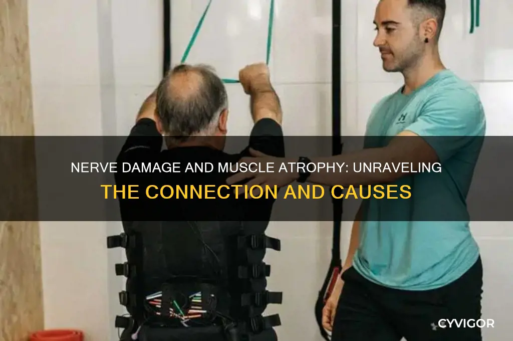 Nerve Damage And Muscle Atrophy: Unraveling The Connection And Causes ...