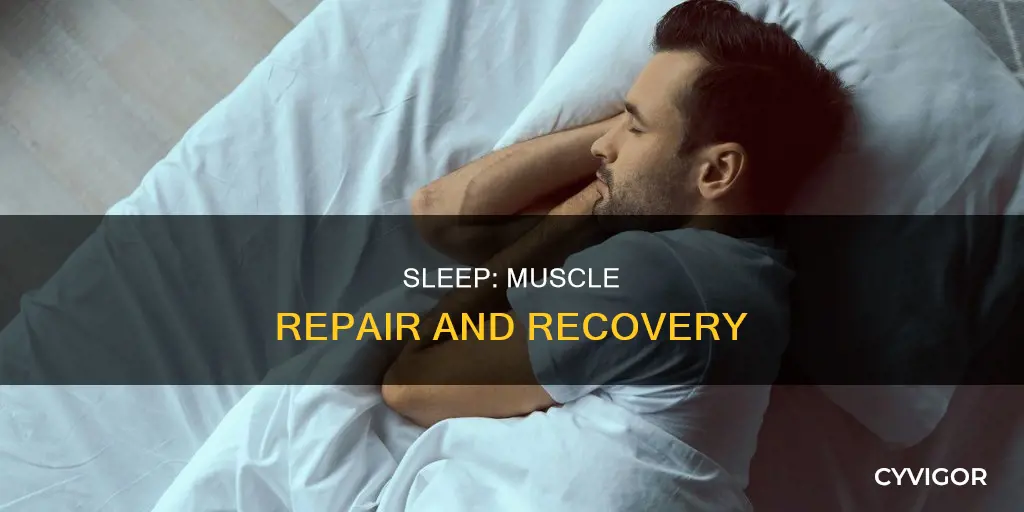 Sleep: Muscle Repair And Recovery | CyVigor