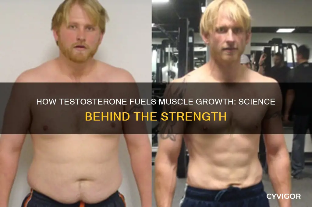How Testosterone Fuels Muscle Growth: Science Behind The Strength | CyVigor