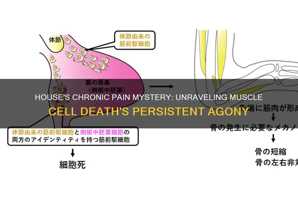House's Chronic Pain Mystery: Unraveling Muscle Cell Death's Persistent ...