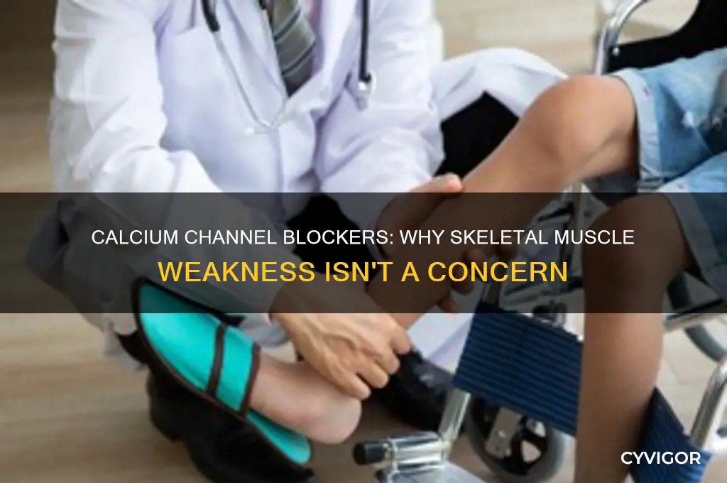 Calcium Channel Blockers: Why Skeletal Muscle Weakness Isn't A Concern ...