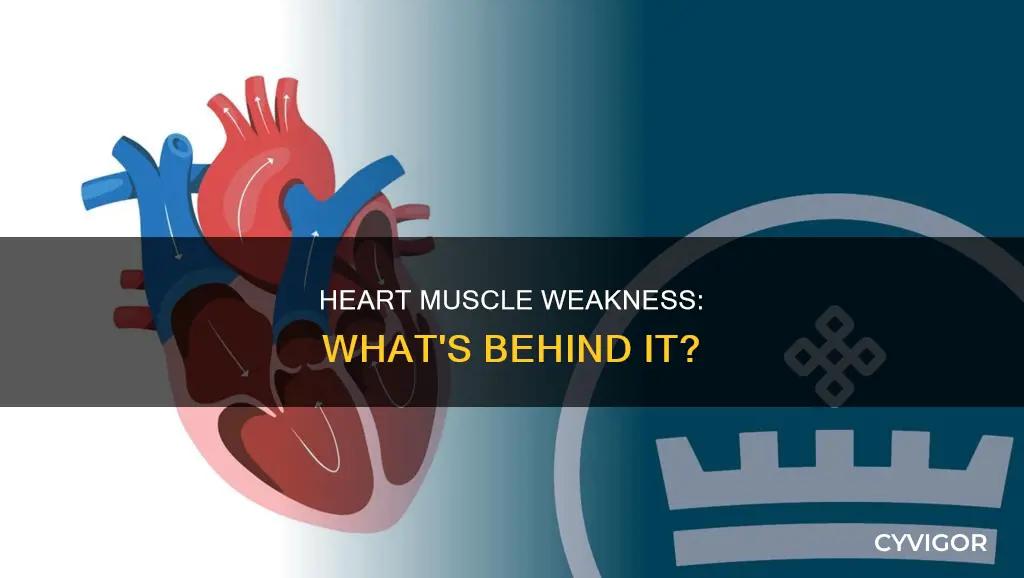 Heart Muscle Weakness: What's Behind It? | CyVigor