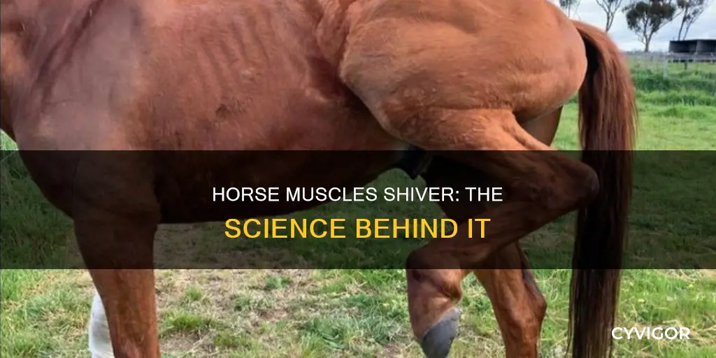 Horse Muscles Shiver: The Science Behind It | CyVigor