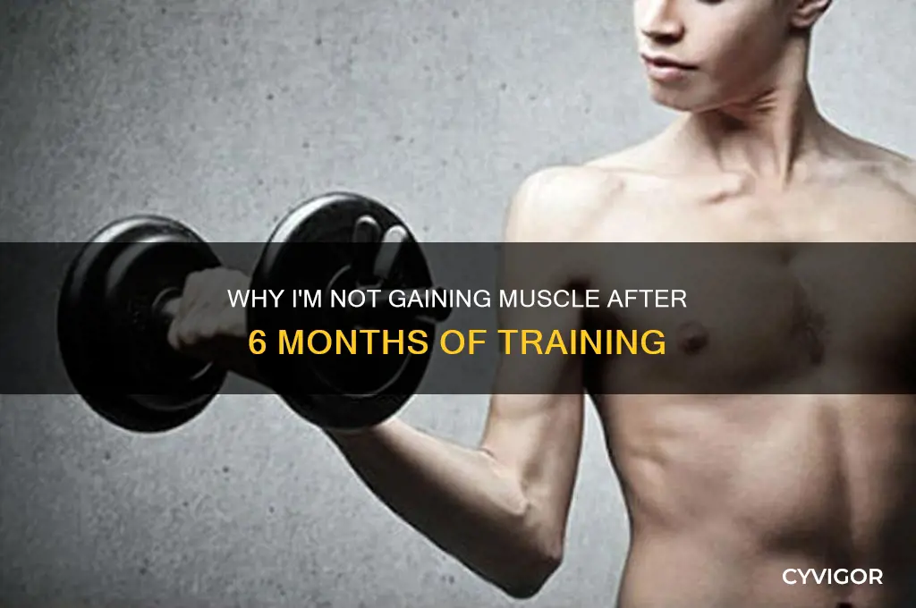 Why I'm Not Gaining Muscle After 6 Months Of Training | CyVigor