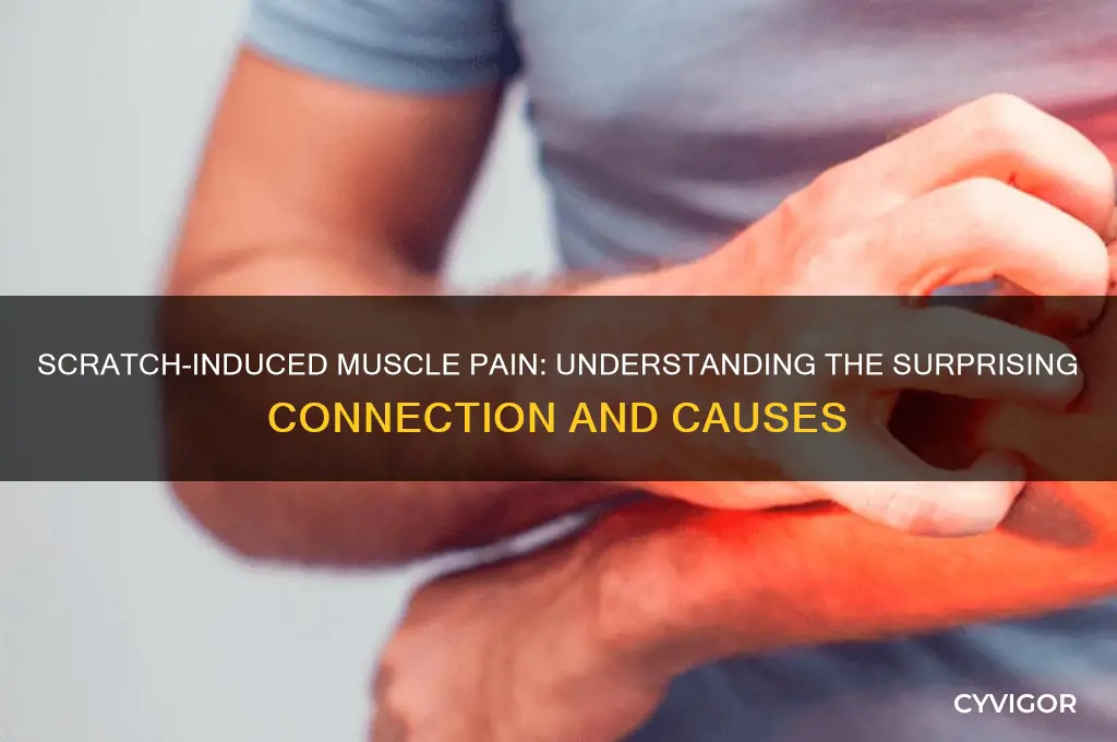 Scratch-Induced Muscle Pain: Understanding The Surprising Connection ...