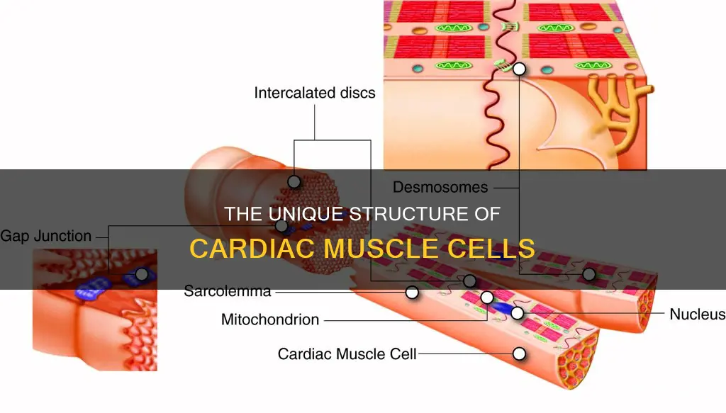 The Unique Structure Of Cardiac Muscle Cells | CyVigor