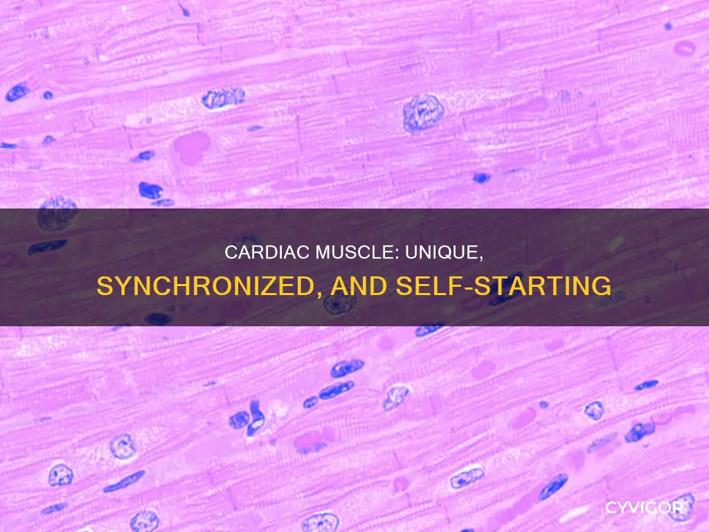 Cardiac Muscle: Unique, Synchronized, And Self-Starting | CyVigor