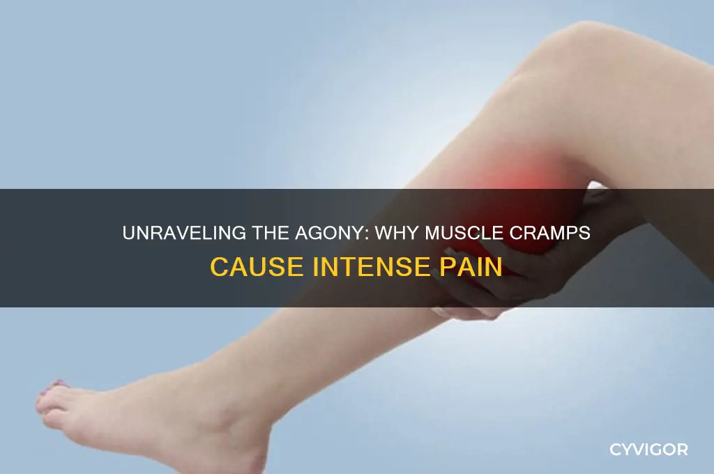 Unraveling The Agony: Why Muscle Cramps Cause Intense Pain | CyVigor