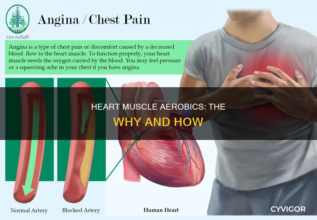Heart Muscle Aerobics: The Why And How | CyVigor