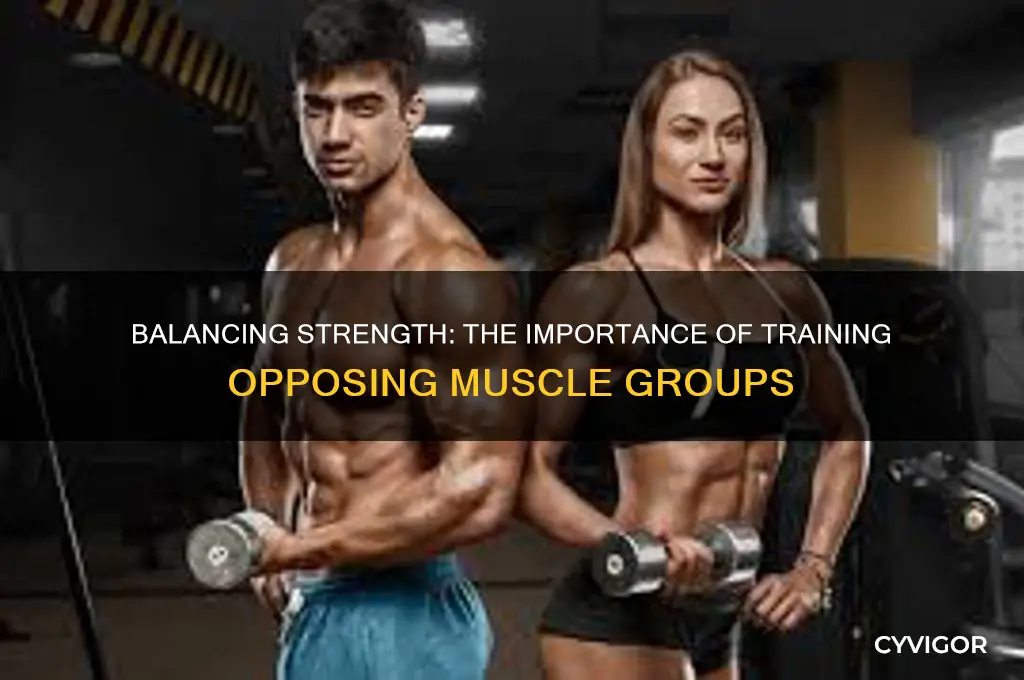 Balancing Strength: The Importance Of Training Opposing Muscle Groups ...