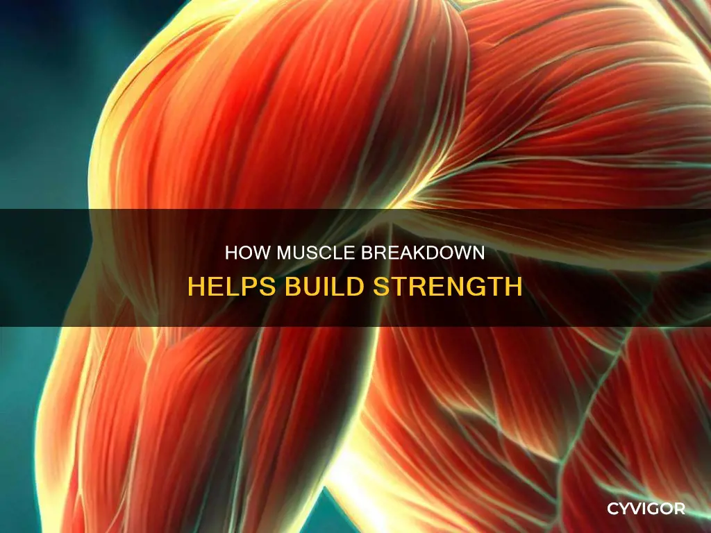 How Muscle Breakdown Helps Build Strength | CyVigor