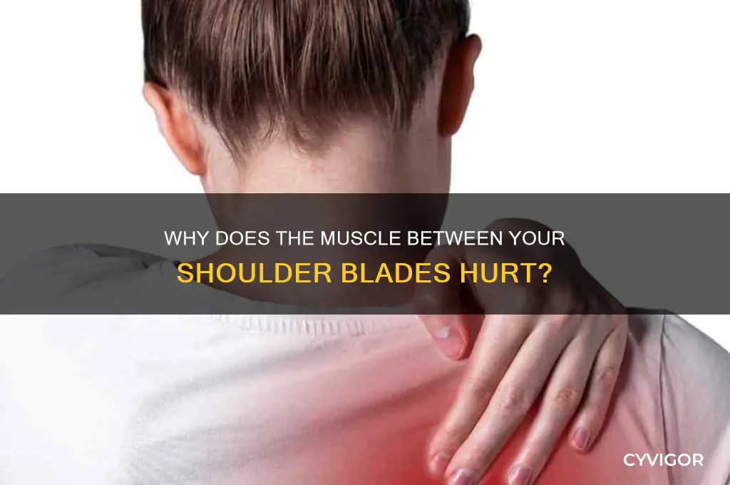 Why Does The Muscle Between Your Shoulder Blades Hurt? | CyVigor