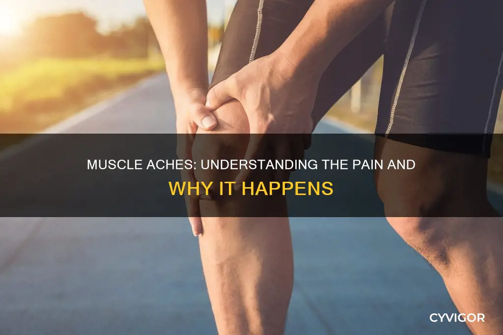Muscle Aches: Understanding The Pain And Why It Happens | CyVigor