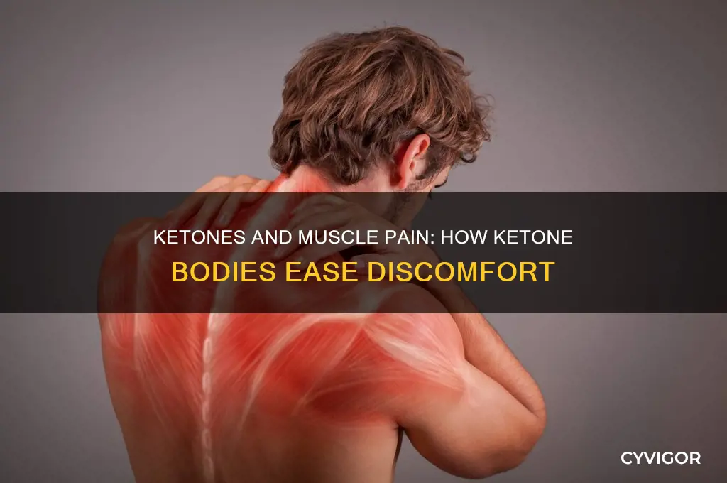 Ketones And Muscle Pain: How Ketone Bodies Ease Discomfort | CyVigor