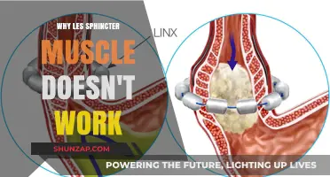 Understanding Sphincter Muscle Dysfunction: Causes, Symptoms, And ...