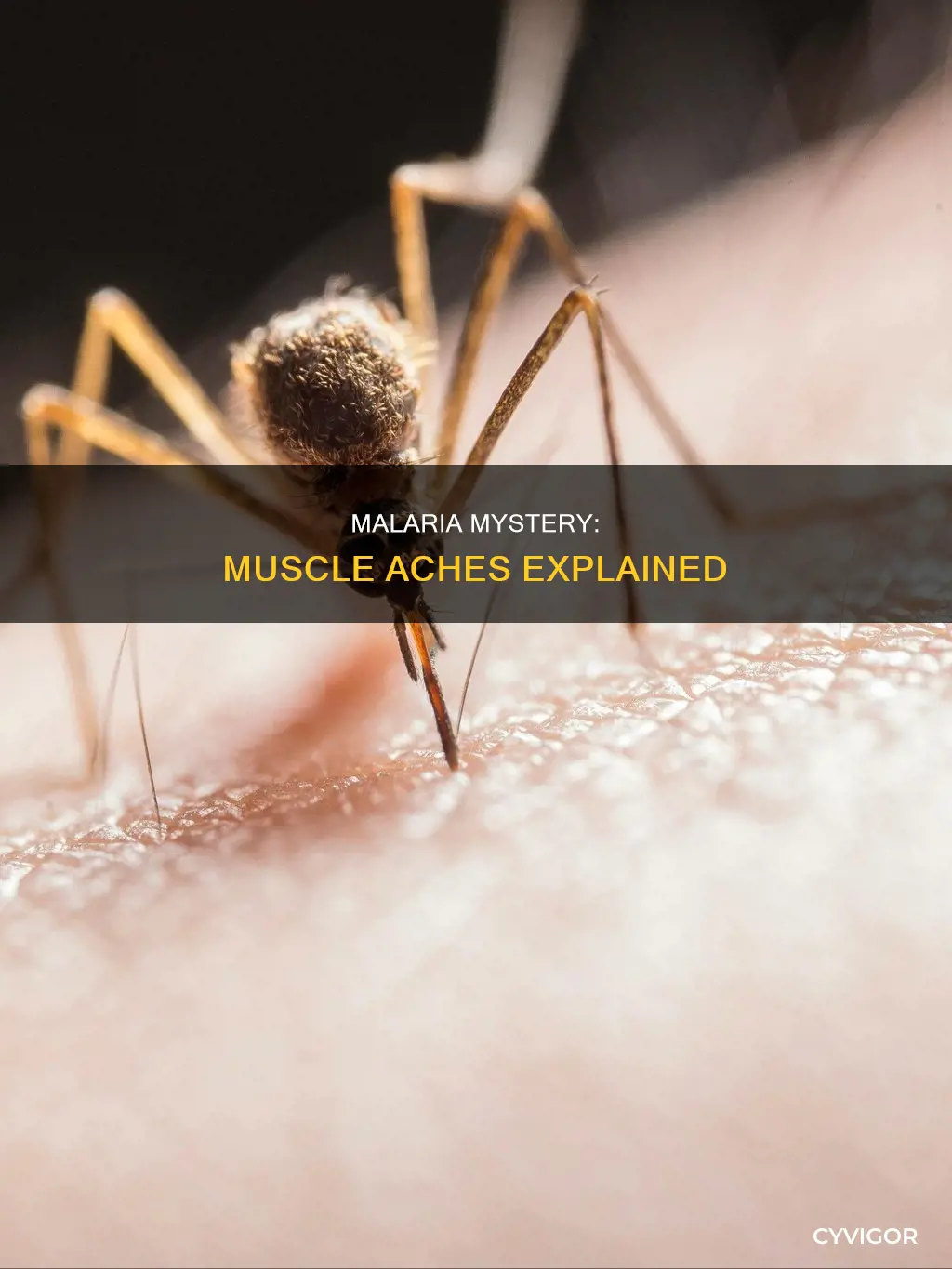Malaria Mystery: Muscle Aches Explained | CyVigor