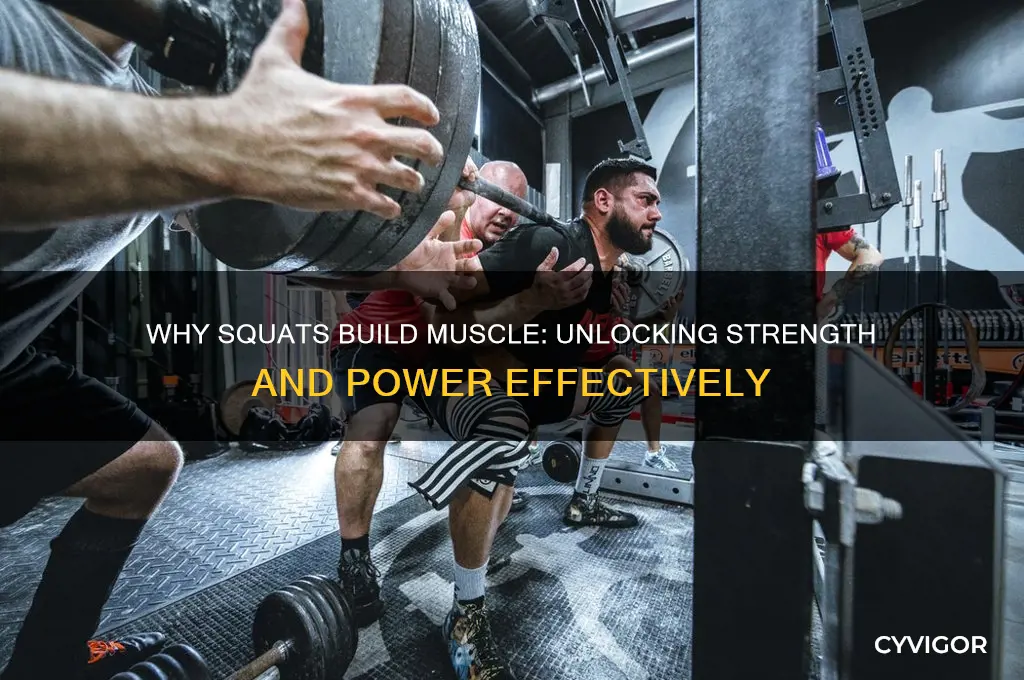 Why Squats Build Muscle: Unlocking Strength And Power Effectively | CyVigor