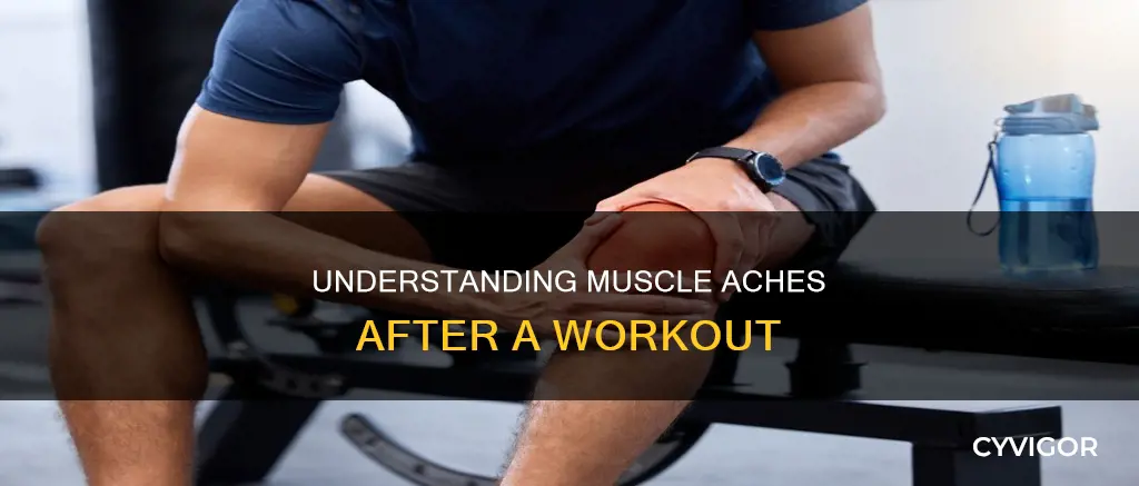 Understanding Muscle Aches After A Workout | CyVigor