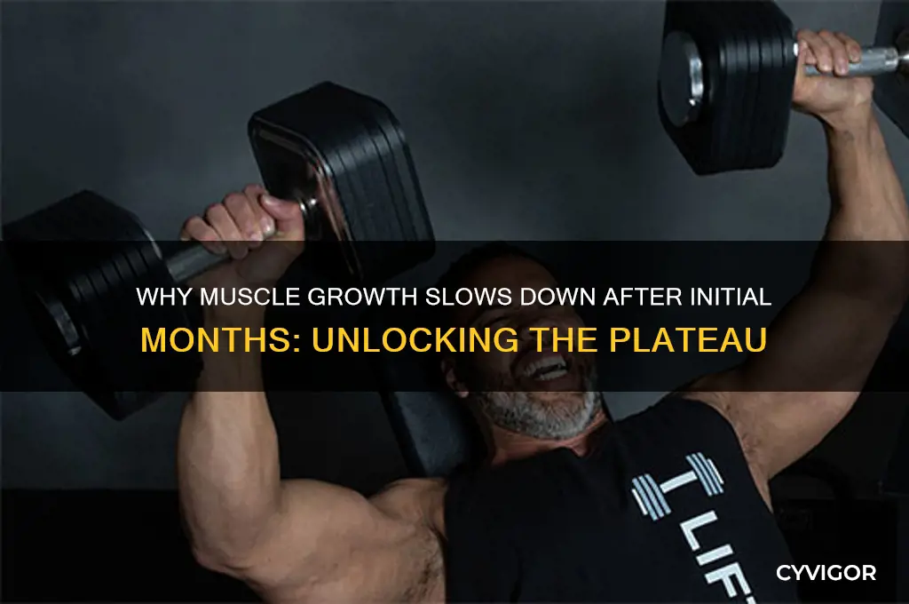 Why Muscle Growth Slows Down After Initial Months: Unlocking The ...