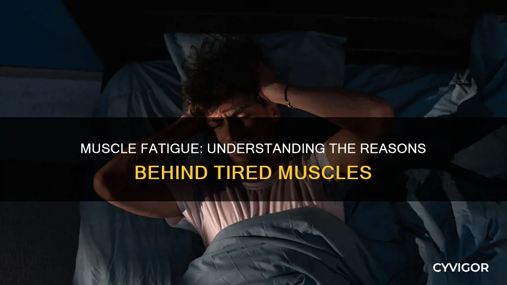 Muscle Fatigue: Understanding The Reasons Behind Tired Muscles | CyVigor