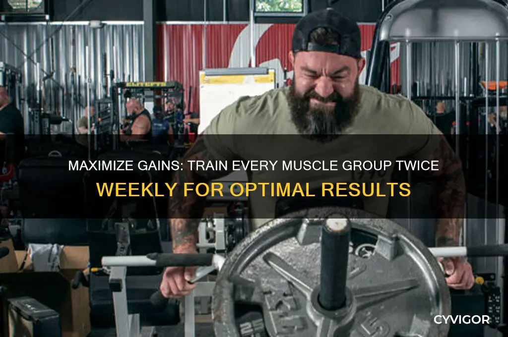 Maximize Gains: Train Every Muscle Group Twice Weekly For Optimal ...