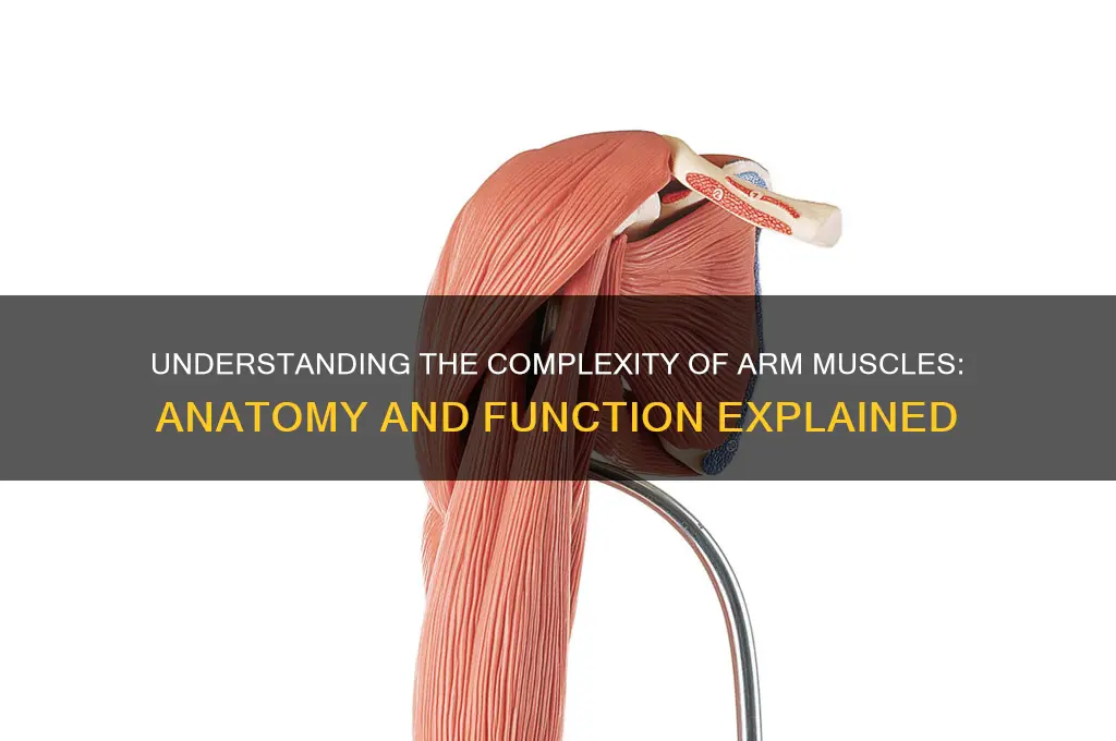 Understanding The Complexity Of Arm Muscles: Anatomy And Function ...