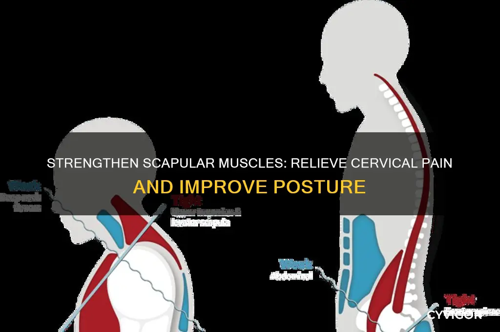 Strengthen Scapular Muscles: Relieve Cervical Pain And Improve Posture ...
