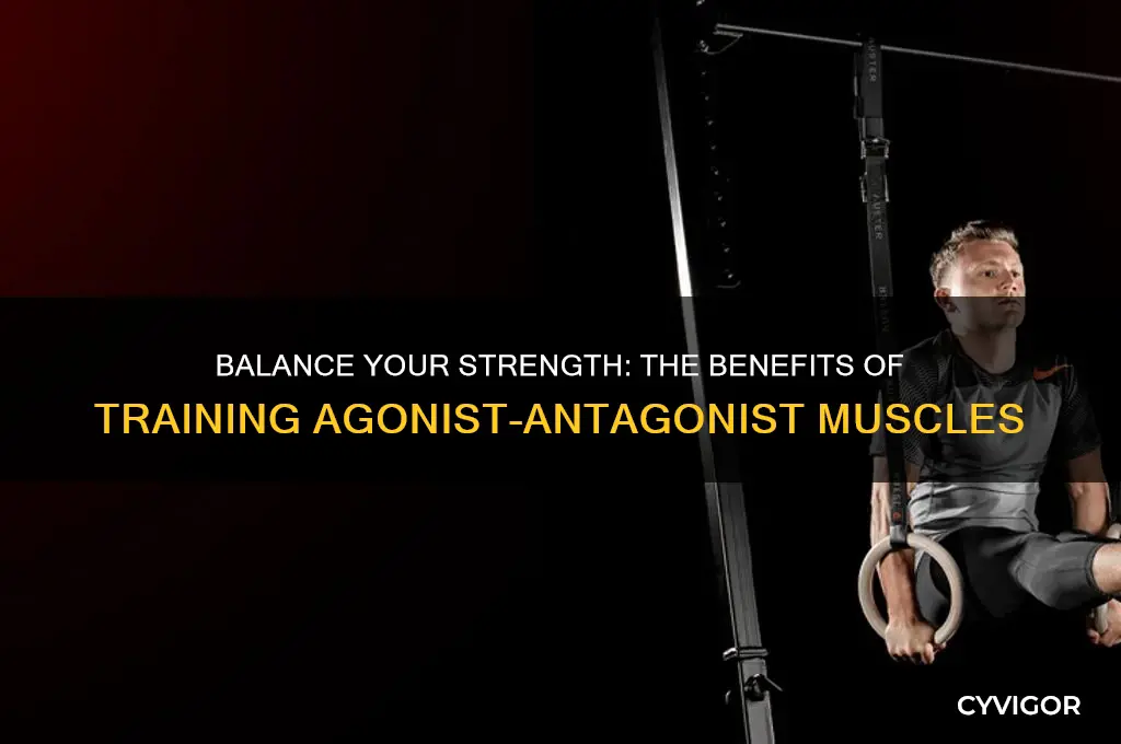 Balance Your Strength: The Benefits Of Training Agonist-Antagonist ...