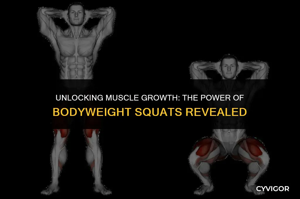 Unlocking Muscle Growth: The Power Of Bodyweight Squats Revealed | CyVigor