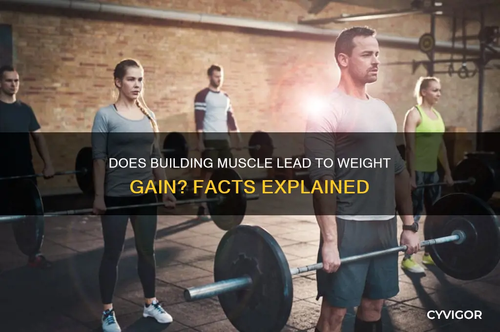 Does Building Muscle Lead To Weight Gain? Facts Explained | CyVigor