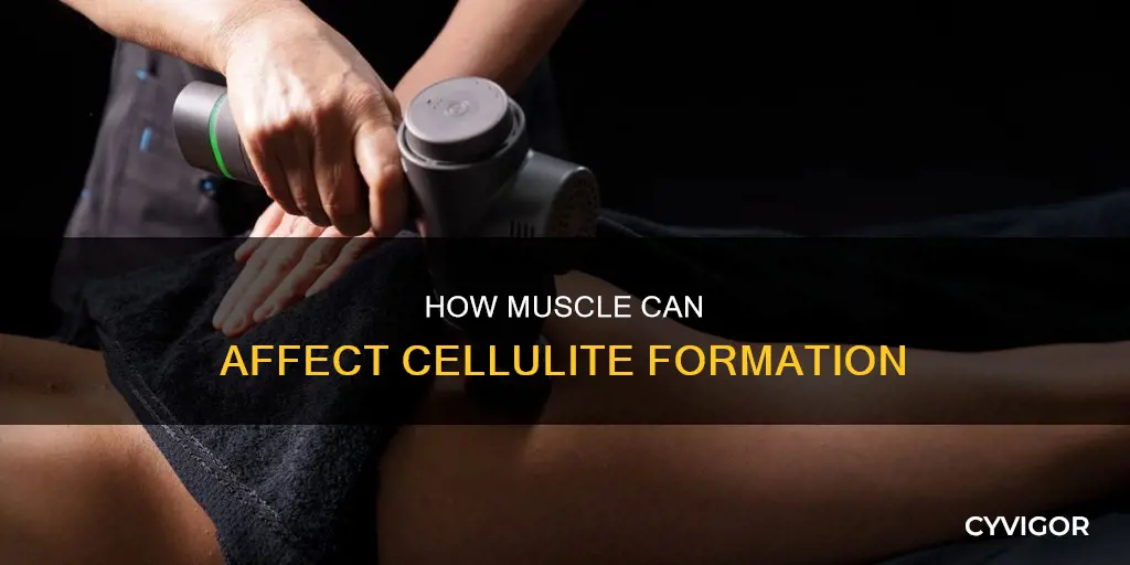How Muscle Can Affect Cellulite Formation | CyVigor