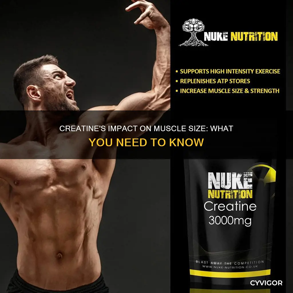 Creatine's Impact On Muscle Size: What You Need To Know | CyVigor