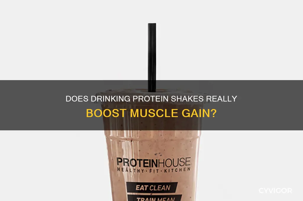 Does Drinking Protein Shakes Really Boost Muscle Gain? | CyVigor