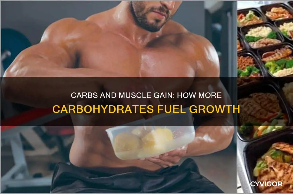 Carbs And Muscle Gain: How More Carbohydrates Fuel Growth | CyVigor