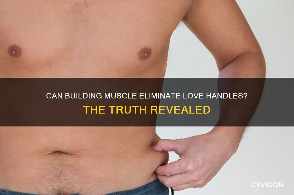 Can Building Muscle Eliminate Love Handles? The Truth Revealed | CyVigor