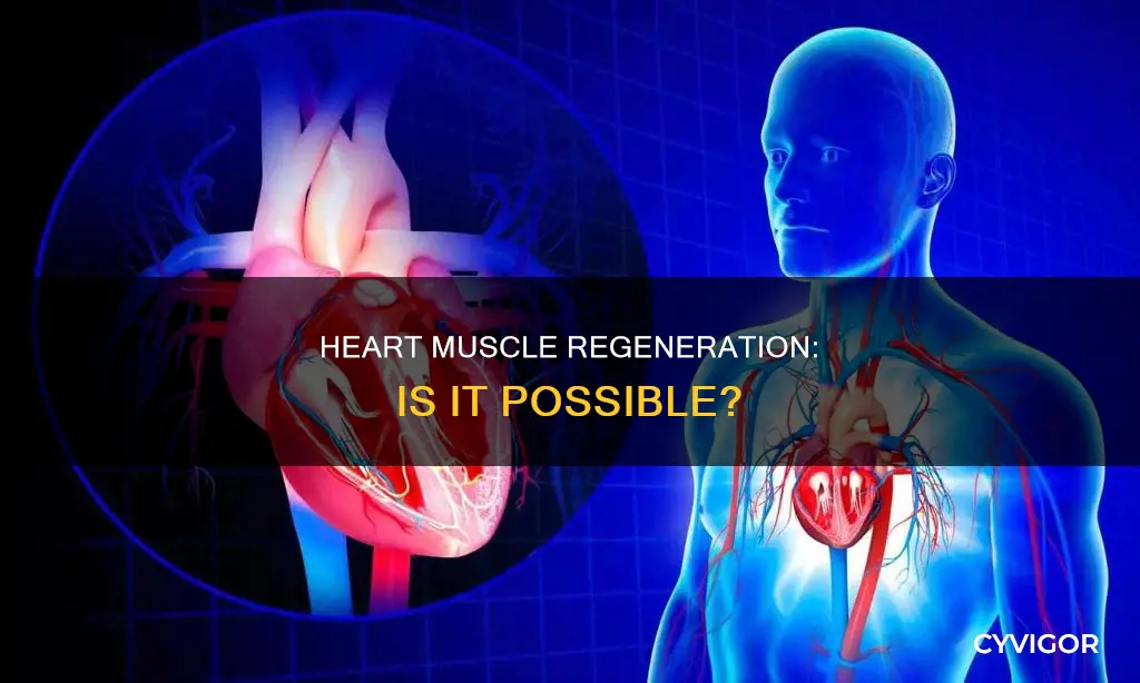 Heart Muscle Regeneration: Is It Possible? | CyVigor
