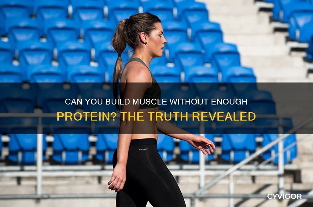 Can You Build Muscle Without Enough Protein? The Truth Revealed | CyVigor