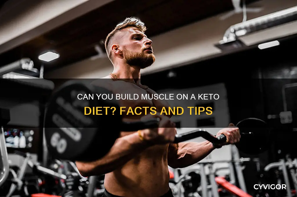 Can You Build Muscle On A Keto Diet? Facts And Tips | CyVigor