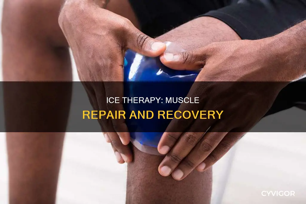 Ice Therapy: Muscle Repair And Recovery | CyVigor
