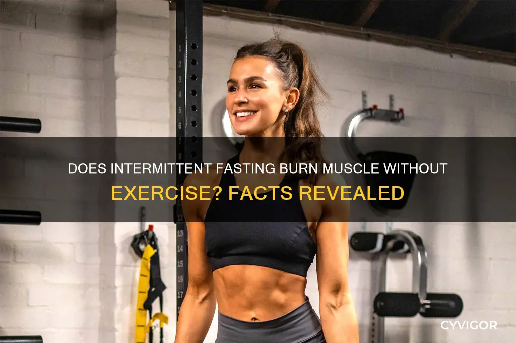 Does Intermittent Fasting Burn Muscle Without Exercise? Facts Revealed ...