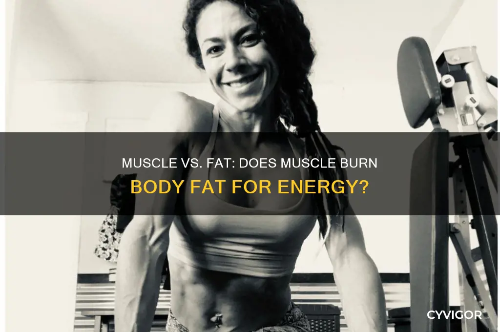 Muscle Vs. Fat: Does Muscle Burn Body Fat For Energy? | CyVigor